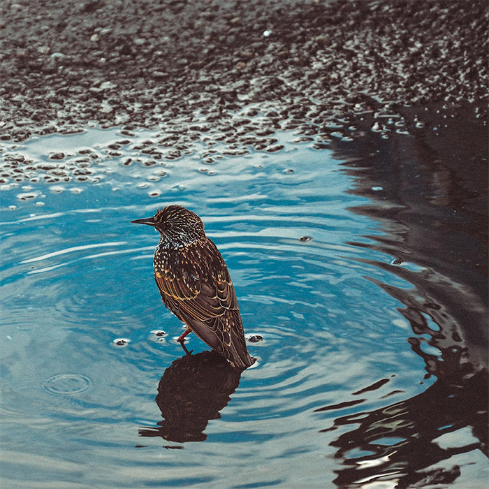 Ecological Swimming Pool: What is That? - Canadian Pond