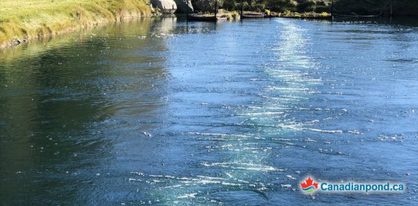 Key Points to Consider Before Aerating a Pond - Canadian Pond