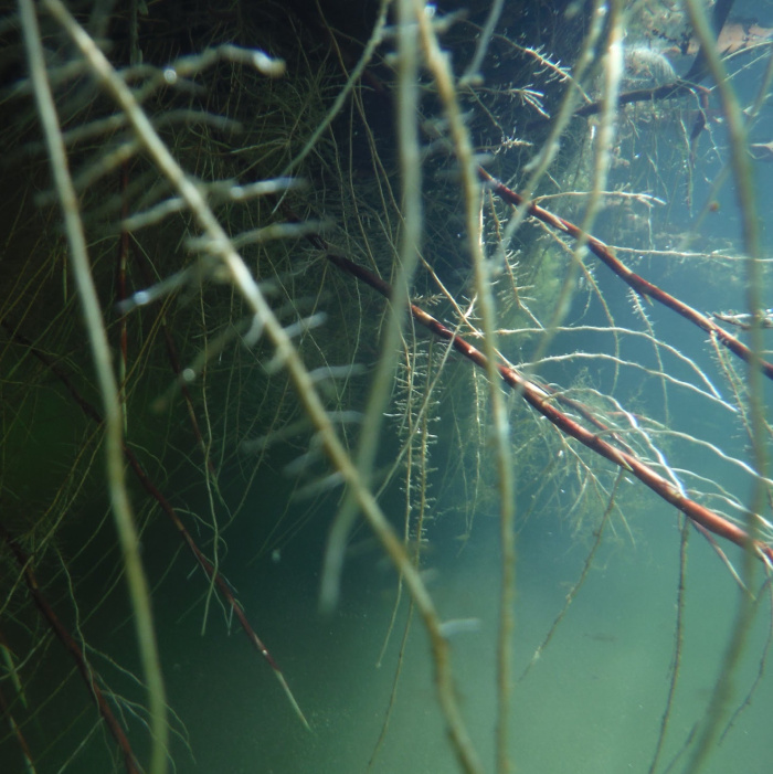 Using Floating Islands for Wetlands Compensation - Canadian Pond