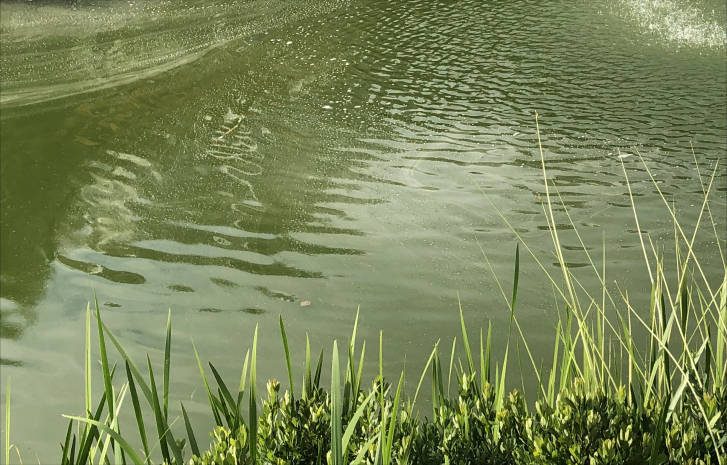 Tips from the Limnologist: Protecting Your Pond's Watershed - Canadian Pond