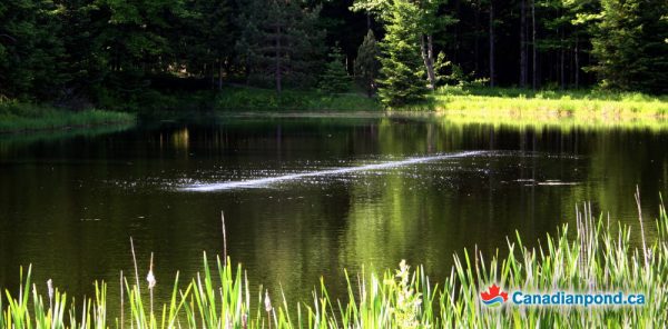 What To Do About the Muskrat? - Canadian Pond
