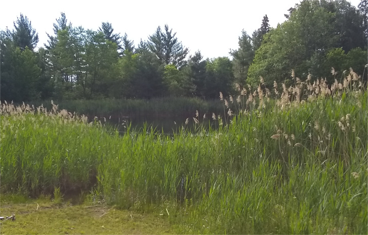 Why have a riparian buffer strip? - Canadian Pond