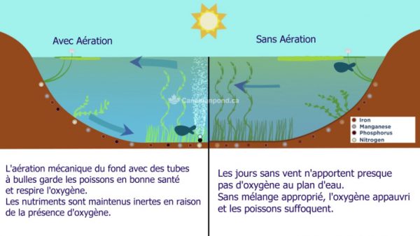 Eutrophisation d'un écosystème aquatique (lac, étang) - CanadianPond