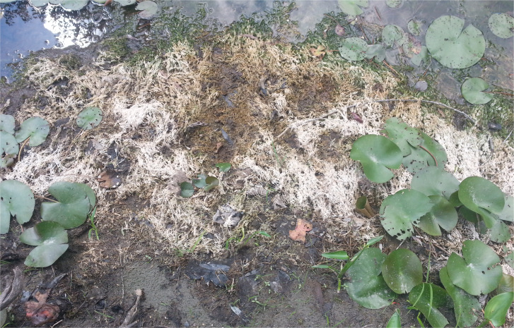 Algae or Aquatic Plants : How to Tell Them Apart? - Canadian Pond