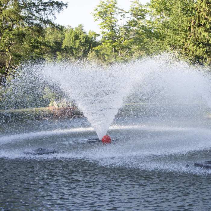 Frogs in my Pond. Is that Good or Bad? - Canadian Pond