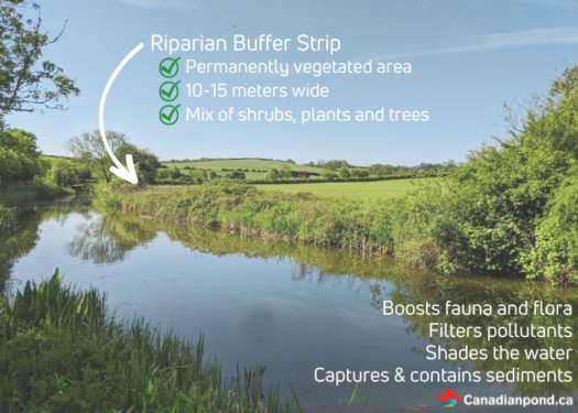 Why Have A Riparian Buffer Strip Canadian Pond